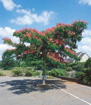 Pianta albizia julibrissin acacia costantinopoli