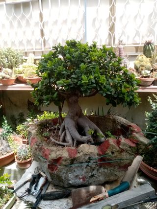 bonsai Ficus Ginseng Microcarpa