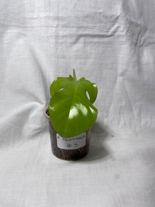 Philodendron Squamiferum #5