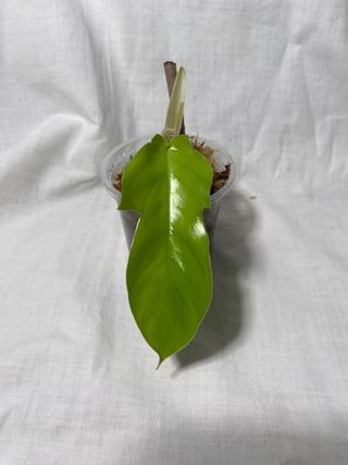 Philodendron Squamiferum #6