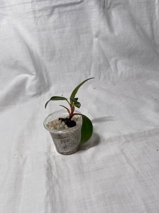 Philodendron Pink Princess #04