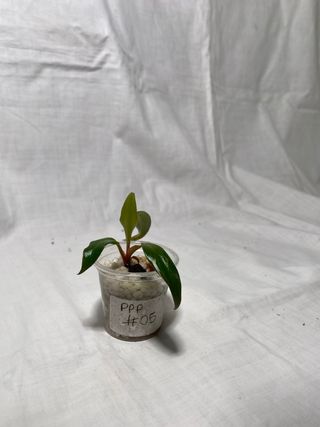 Philodendron Pink Princess #05