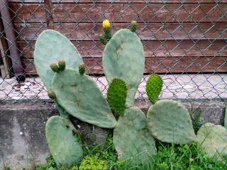 piante grasse agave e fico d'india
