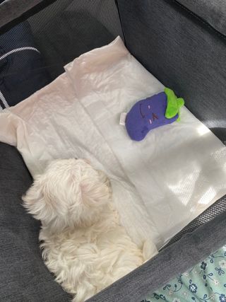 Trasportino per cani