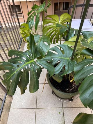 Monstera