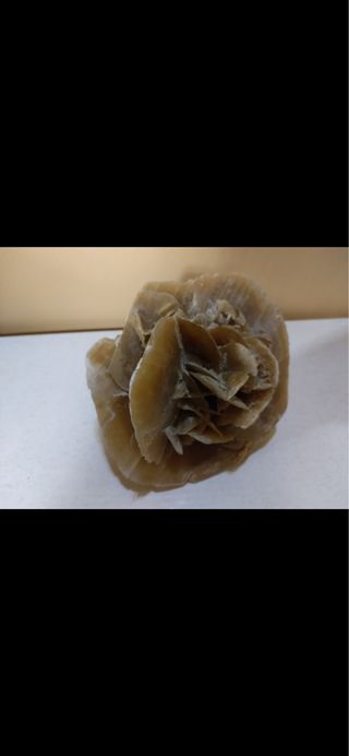 Rosa del deserto nuova