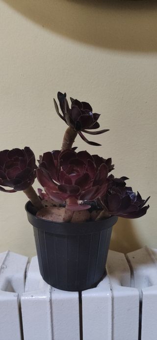 Aeonium Rosa Neta