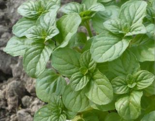 Menta Rotundifolia super profumata.