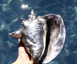 seletti diesel conchiglia