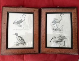 Coppia di quadri stampe con vetro uccelli