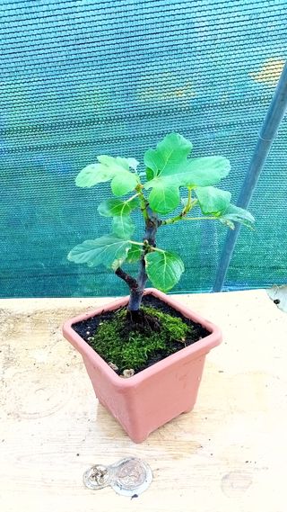 fico bonsai