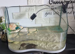 tartarughiera con mobile e tart