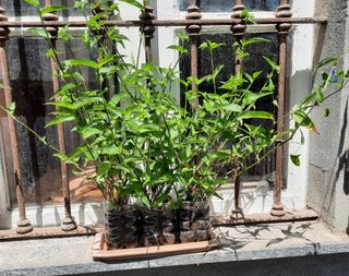 Pianta Tradescantia (miseria) da esterno