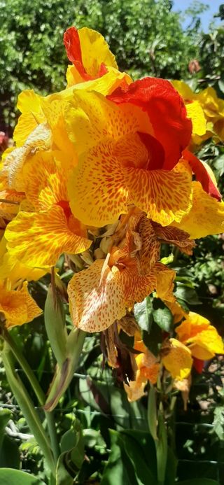 canna indica