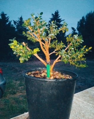 Bonsai di Golden Yellow "bosso".