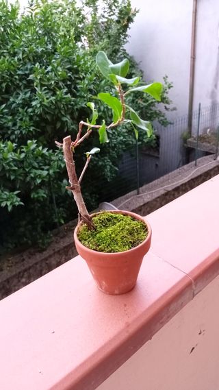 Mini bonsai di melograno