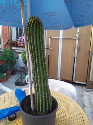 Pianta grassa grande