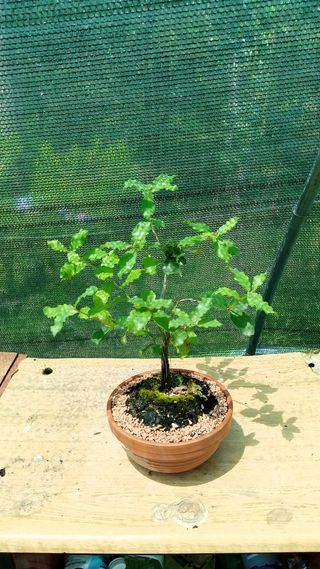 bonsai di quercia