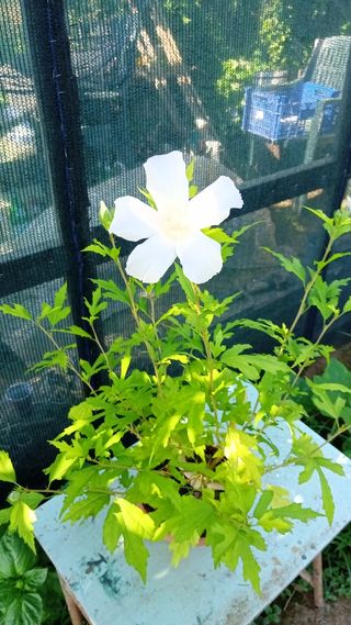 bonsai di hibiscus siriacus