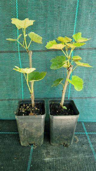 2 Piante di Uva fragola Nera
