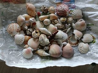 Conchiglie varie