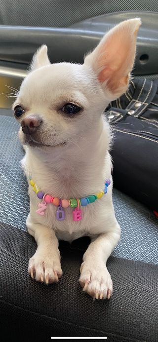 collane per cani di piccola taglia