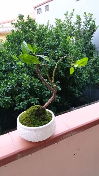 limone bonsai