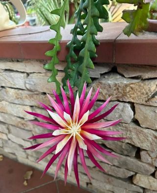 Pianta grassa