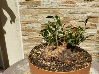 prebonsai olivastri
