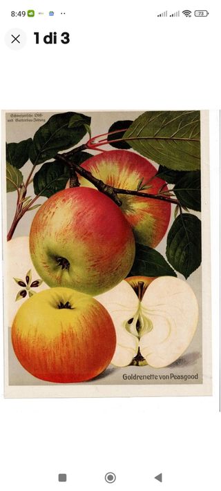 Frutta mele stampa antica 1905