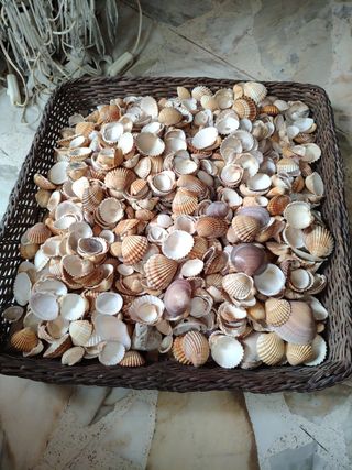 set cesto più conchiglie