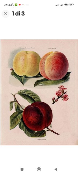 Litografia originale,1890 circa Pesche