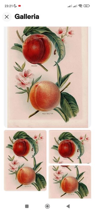 Litografia originale 1890 Pesche 2