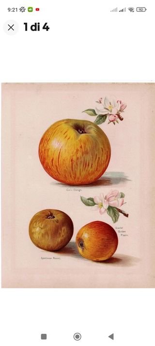 Frutta Mele stampa originale 1890 Ca.
