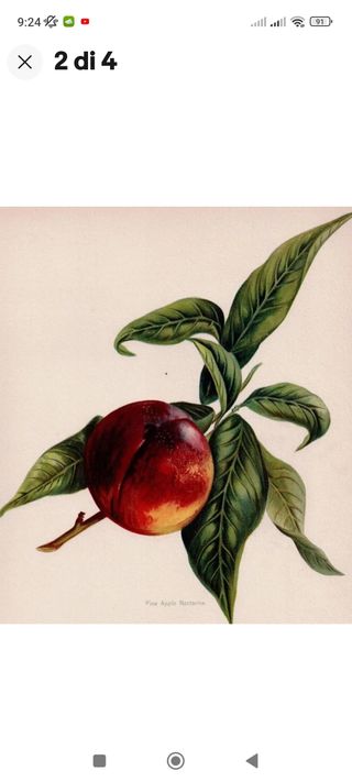 Frutta Pesche stampa originale 1890 Ca.