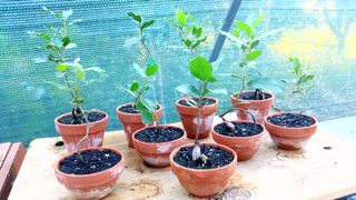 Mini bonsai di leccio