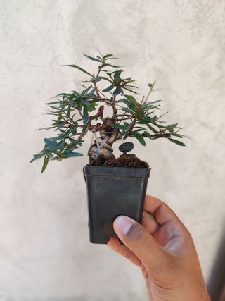 melograno nano bonsai, granado nano bonsai