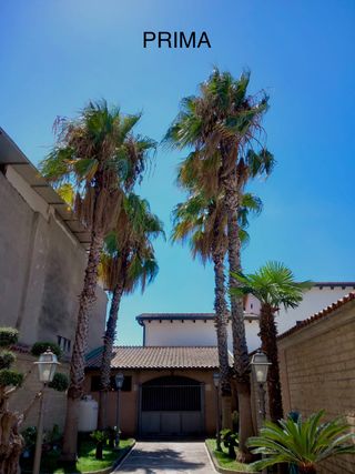 (4) Washingtonia Robusta