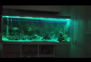 Acquario 530 litri