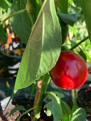 pianta di peperoncino semi