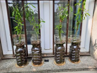 Piantini di salice contorto