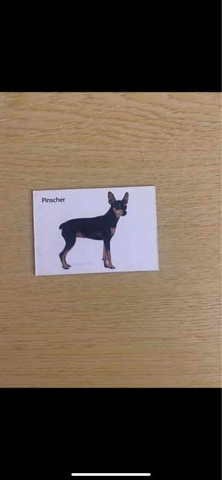 Calamita pinscher