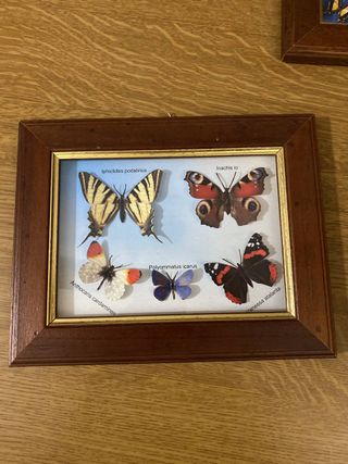 Quadretto con farfalle finte realistiche