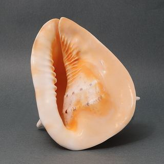 Conchiglia