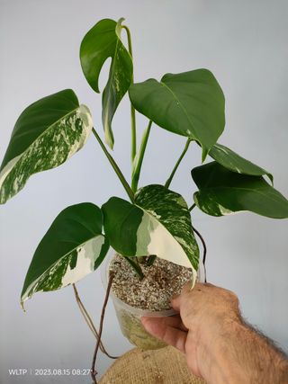 Monstera deliciosa Albo Variegata UNIQUE 15.8.1
