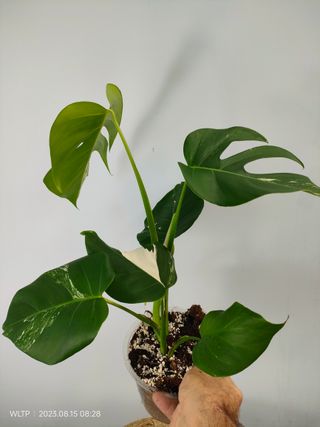 Monstera Albo Variegata UNIQUE 15.8.2 EXACT PLANT