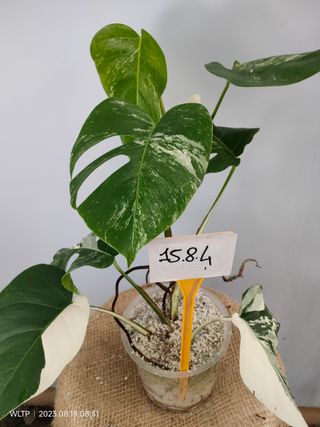 Monstera Albo Variegata EXACT PLANT 15.8.4