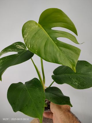 Monstera Thai constellation , Exact plant 15.8.5