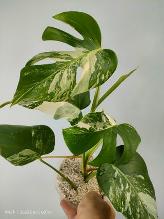 Monstera  Albo Variegata EXACT PLANT 15.8.7