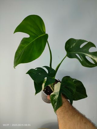 Monstera  Albo Variegata EXACT PLANT 15.8.8
